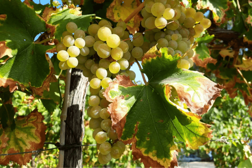 Batoca, the apple of our eyes • Quinta de Santa Cristina